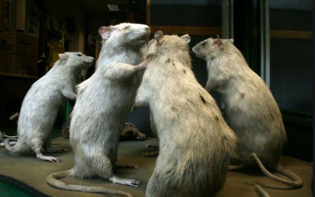 Paris: Rats infestation a major issue ahead of municipal polls