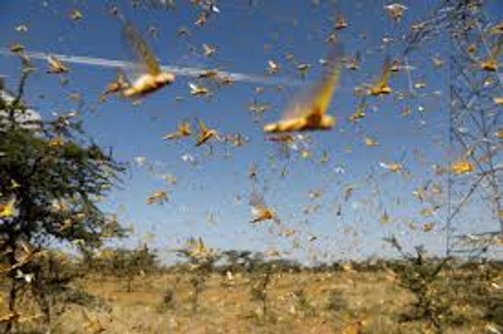 Another locust attack in Rajasthan; this time in Barmer district