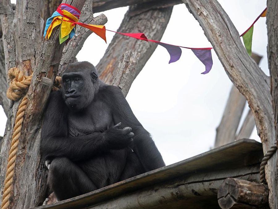 Outrage over plan to cull intelligent gorillas due to overcrowding in ...