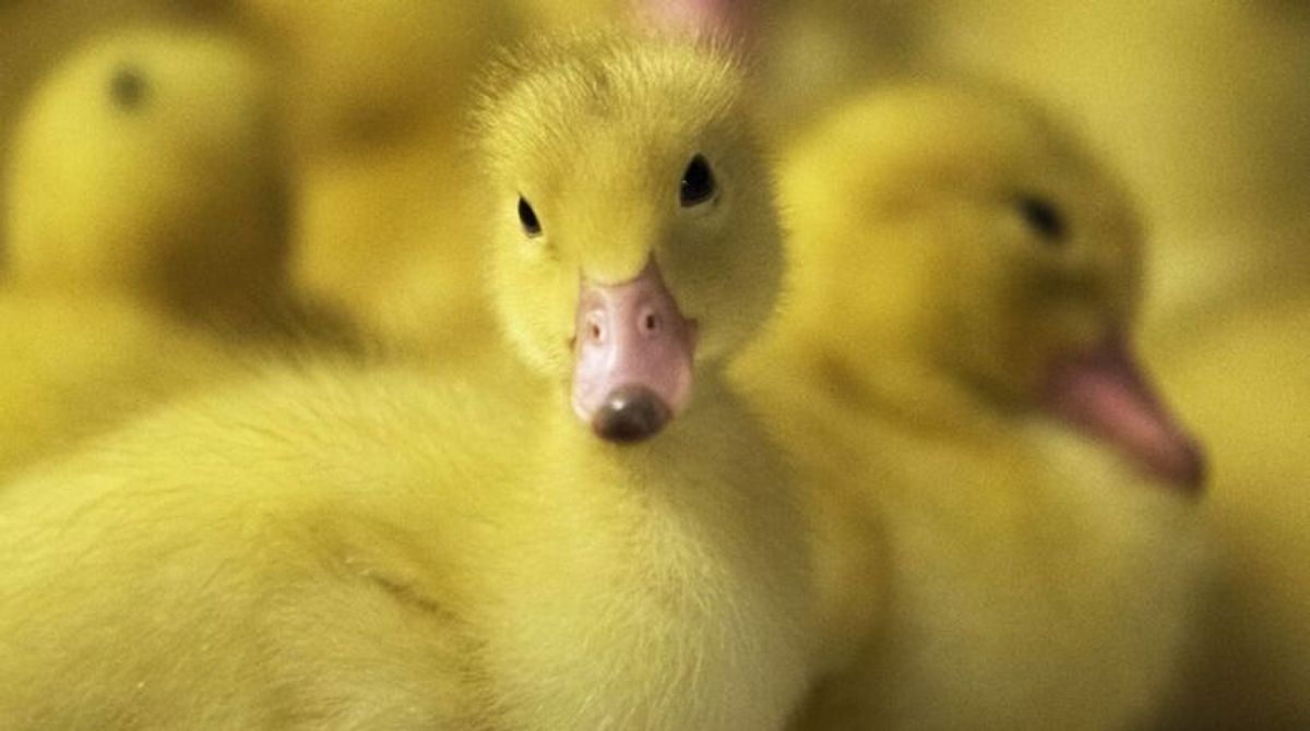 Jaw-dropping: Study of toothed bird fossil leads to insight into ...