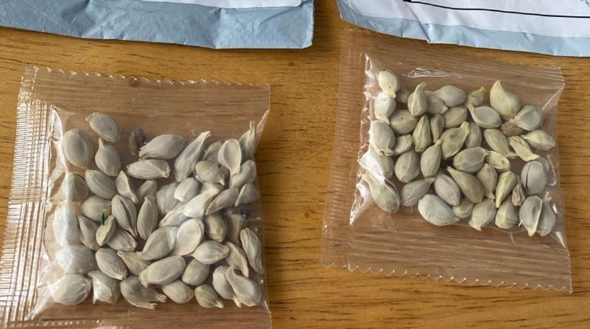 US identifies 'mystery seeds' from China as tomato pips