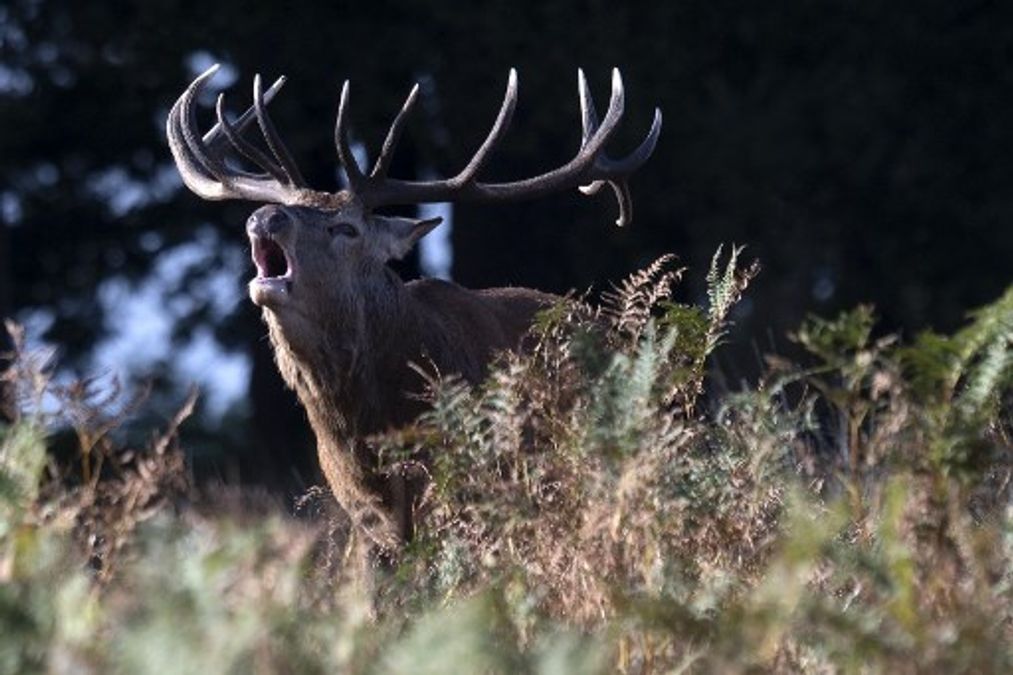 Critically endangered rare barking deer spotted in Cambodia