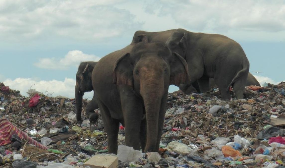 Sri Lanka digs moat around landfill to keep out hungry elephants