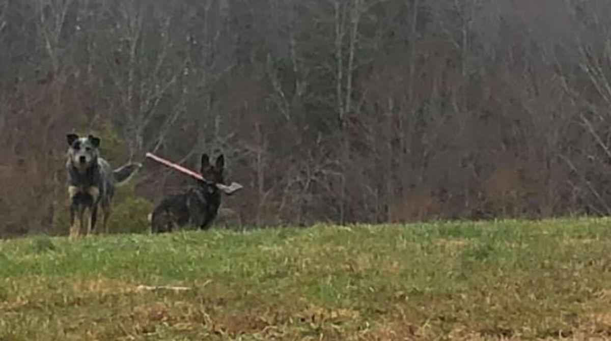 Axe-cessive security: Mailman spots dog carrying axe in its mouth ...
