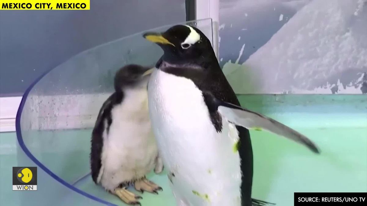Meet Alex, Mexico's first locally-born Antarctic penguin
