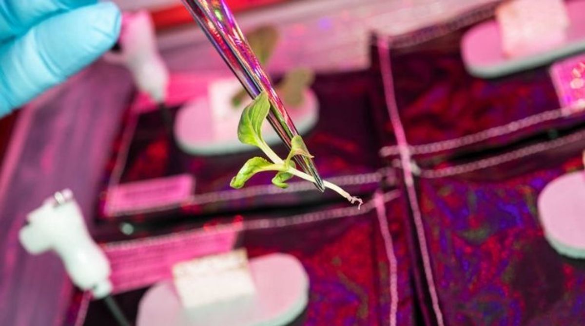 'Breakthrough': First plant transplant takes place in International ...
