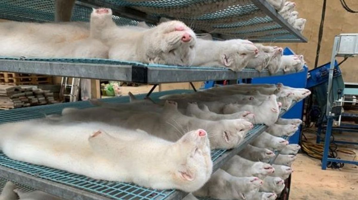 Going fur-free: Italy to ban fur farming and shut down all mink farms ...