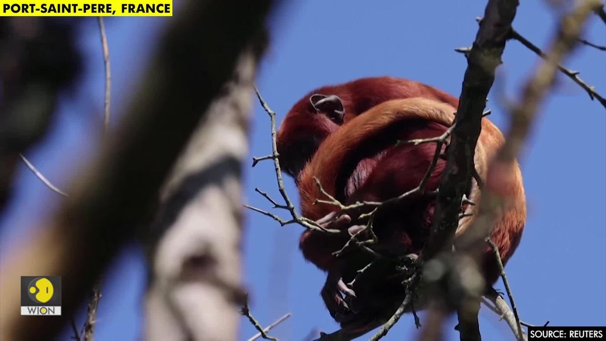 French zoo welcomes baby red howler monkey to the world