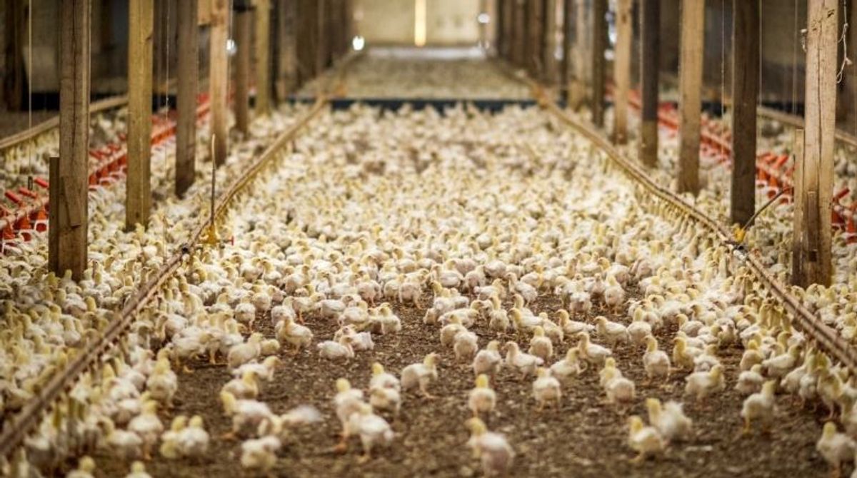 Mississippi poultry plant reaches settlement with OSHA after teen's ...