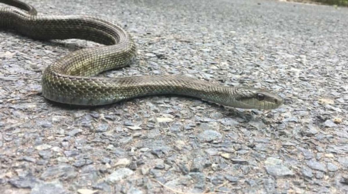 Scientists are using radioactive snakes to monitor fallout from ...