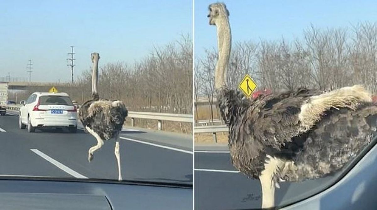 Watch: Flightless bird makes cars lurch after it runs at 45mph on ...