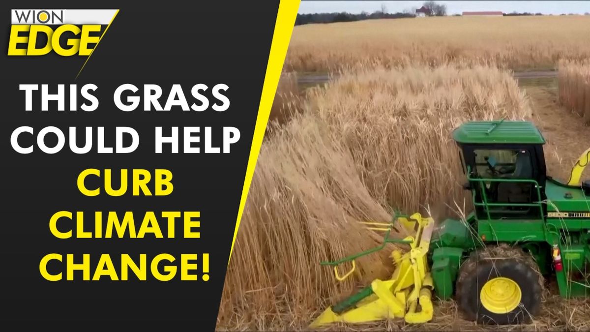 This grass can help battle climate change, researchers claim