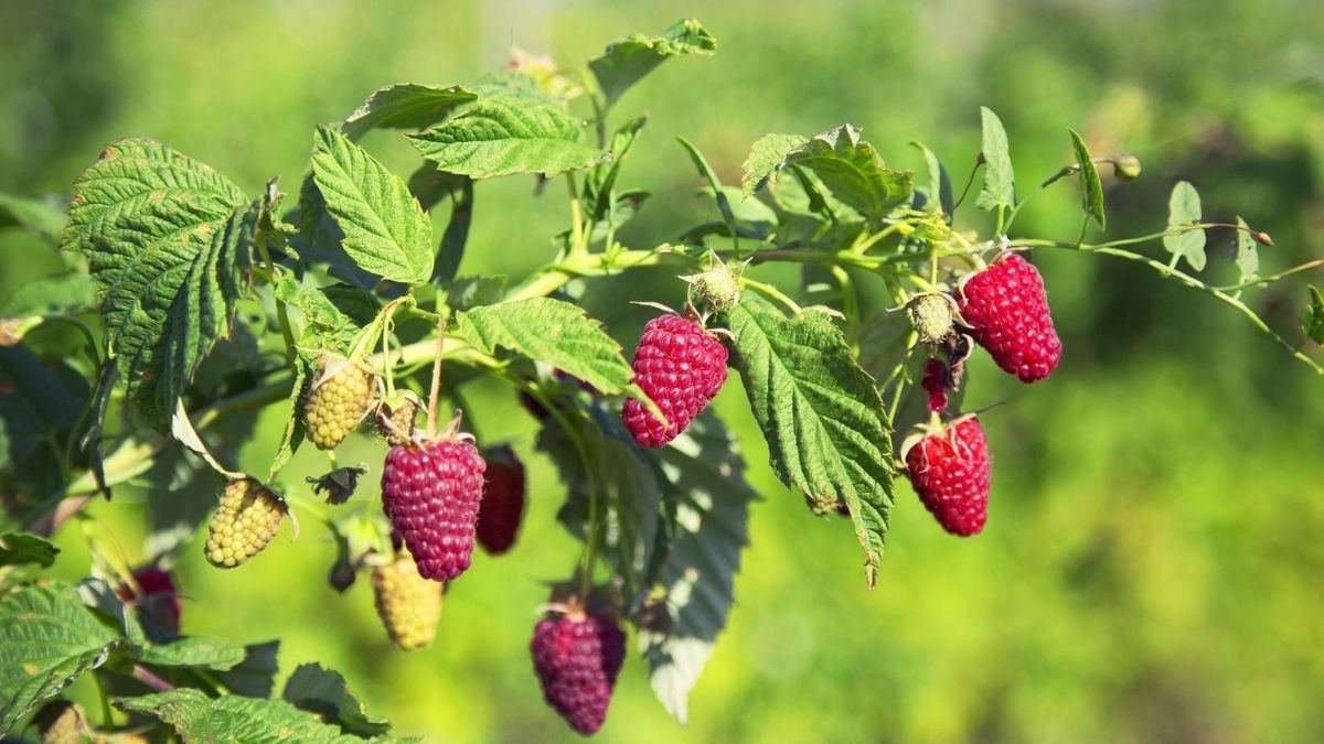 Raspberry-picking robot system reduces harvesting time, can cut costs ...