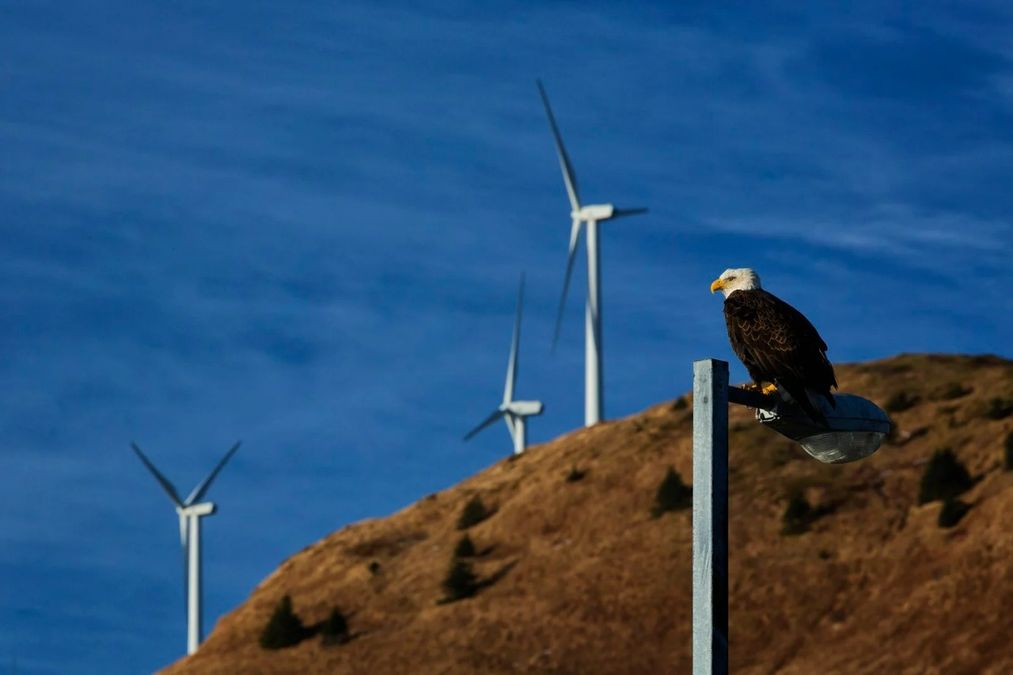 WION Climate Tracker: Wind energy boom & golden eagles collide in US West