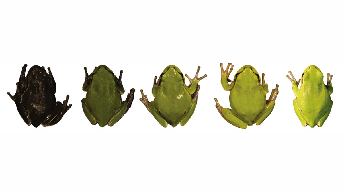 36 years after catastrophic event, Chernobyl nuclear disaster spawns ...