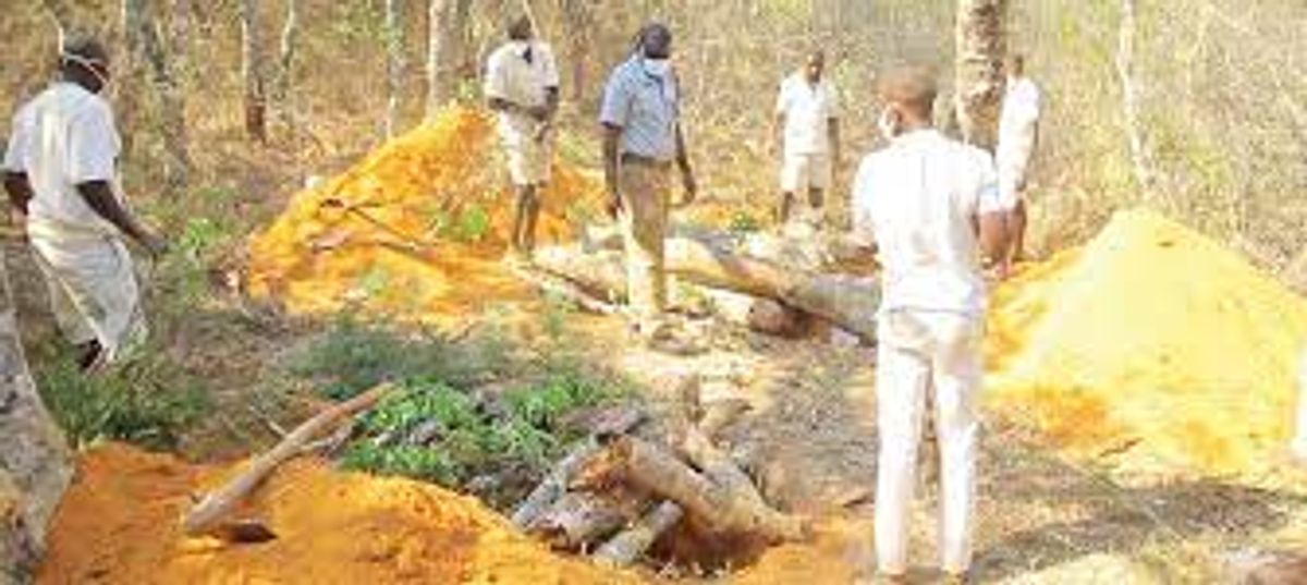 30 decomposed bodies discovered at Mtangatanga forest reserve