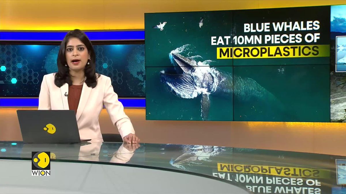 WION Climate Tracker | Study: Blue Whales eat 10 million pieces of ...