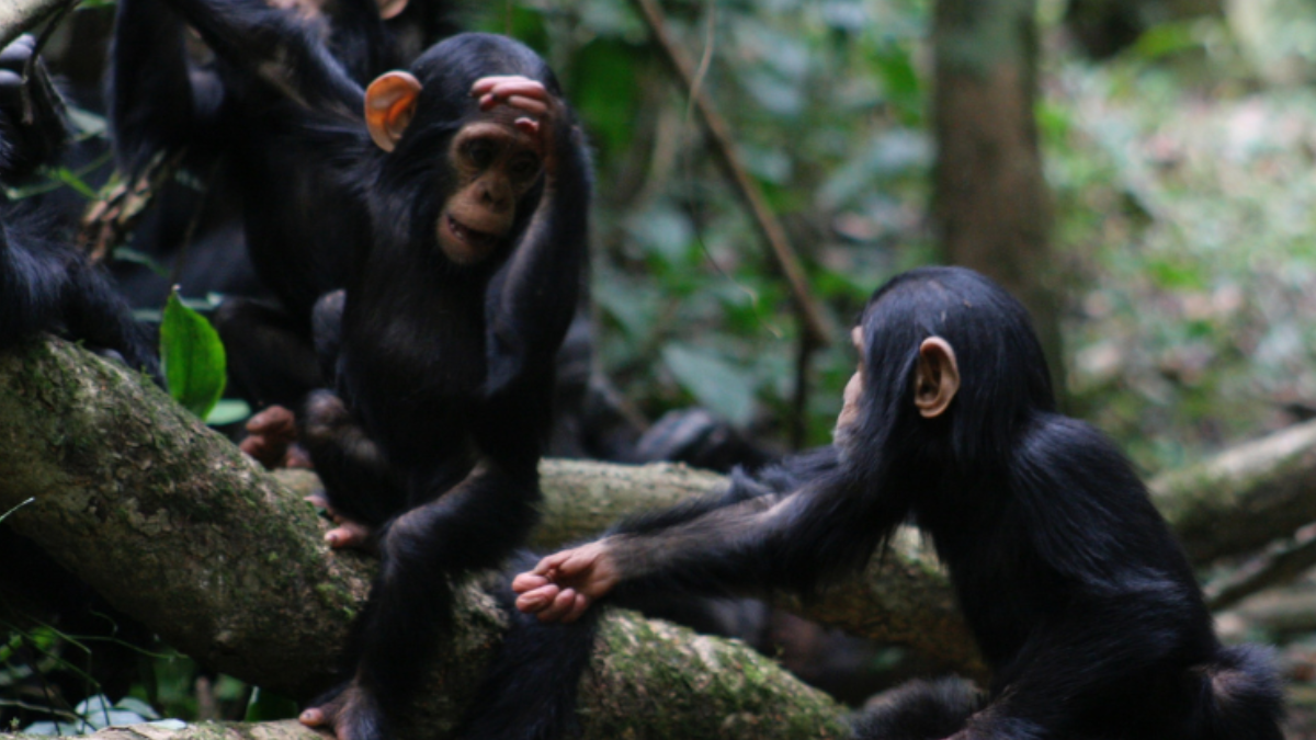 Humans capable of understanding signs and gestures used by apes: Study