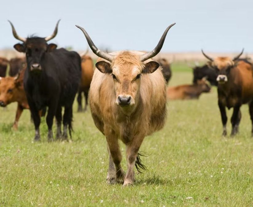 Gravitas: Chinese scientists create 3 'super cows'
