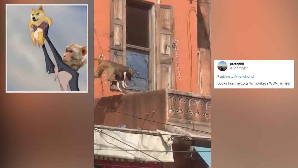 WATCH | Internet hails season 2 of 'Dog Vs Monkey' clash in India's ...
