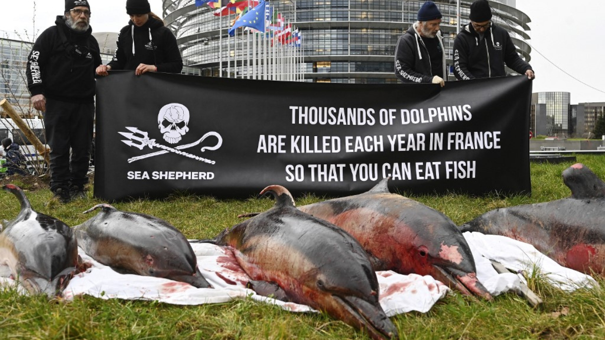 France: Court orders ban on fishing after numerous dolphins wash up on ...