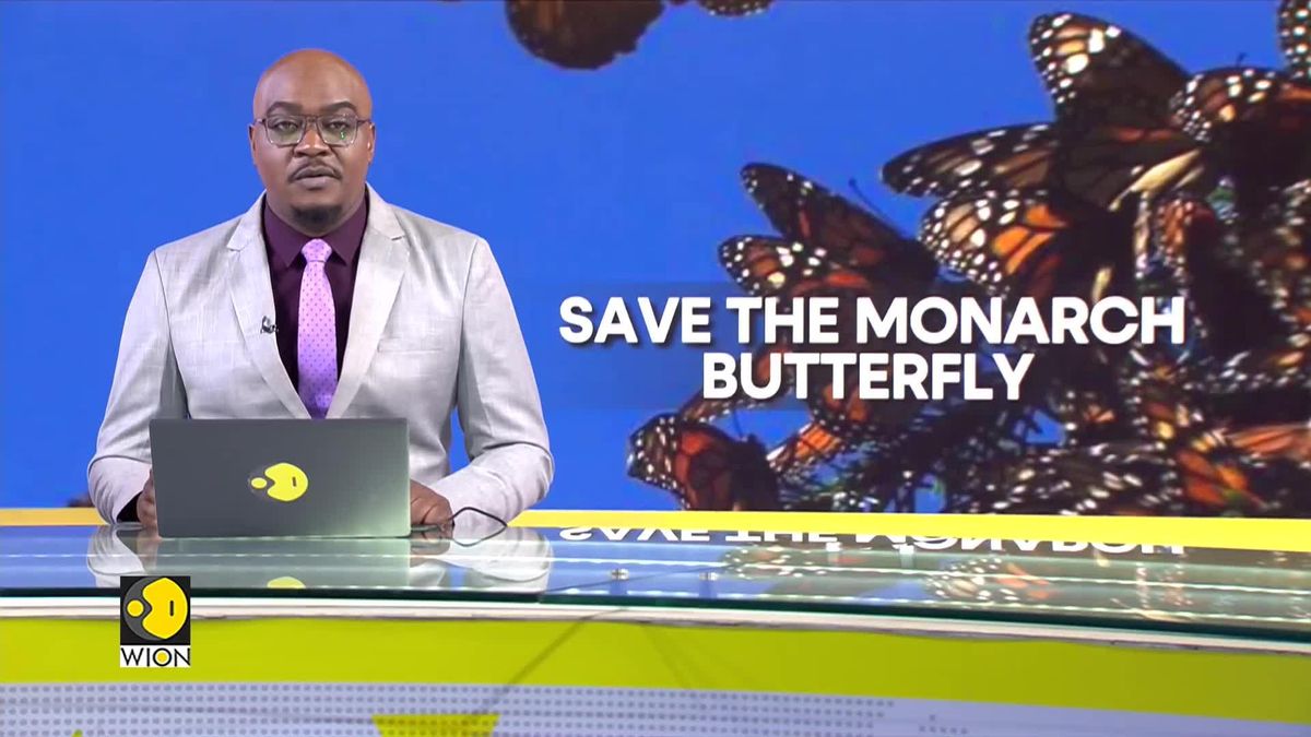 Decline of the iconic monarch butterfly