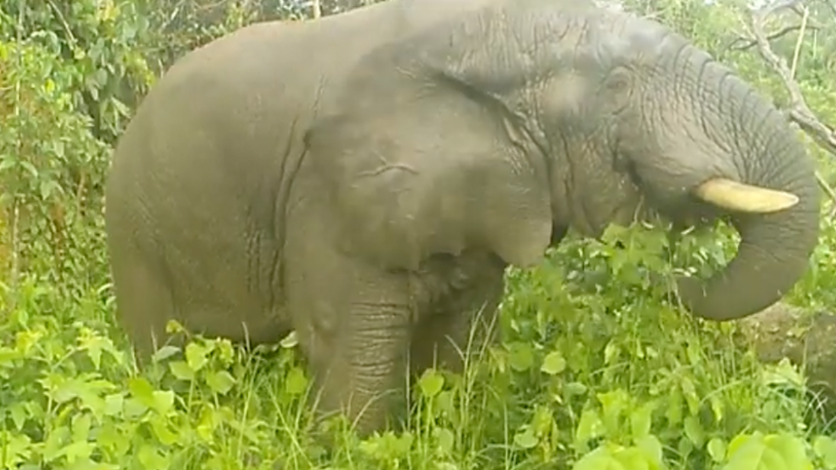 WATCH | ‘One-in-a-million’ footage: Scientists find an elephant ...