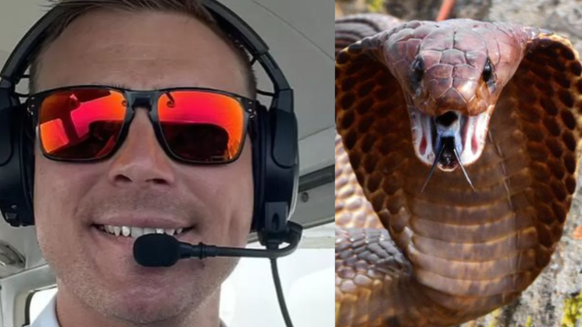 Snake scare! Pilot finds deadly cobra in cockpit, makes emergency landing