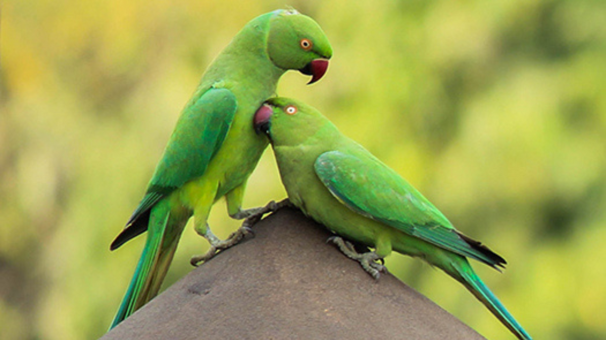 Study: Parrots taught to video call one another feel less lonely
