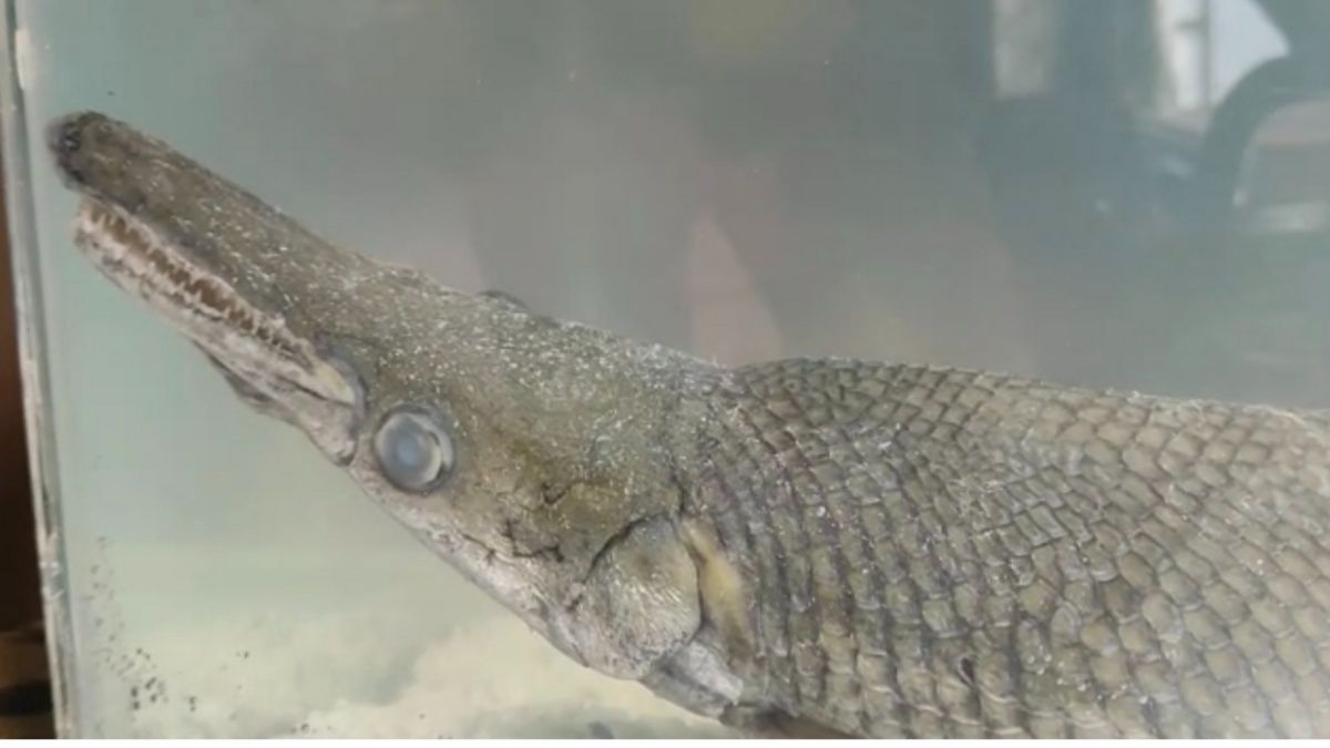 India: Rare Alligator Gar Fish found in Dal Lake of Kashmir