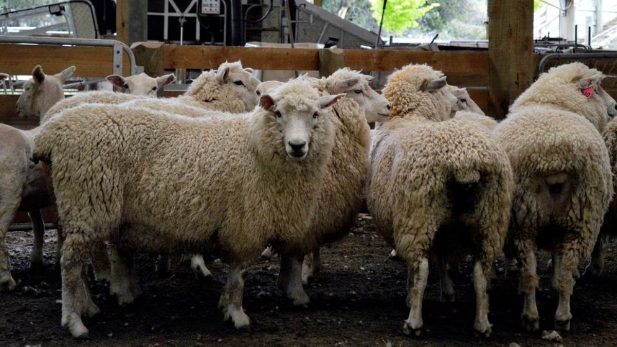 Did you know there are more sheep than people in New Zealand?