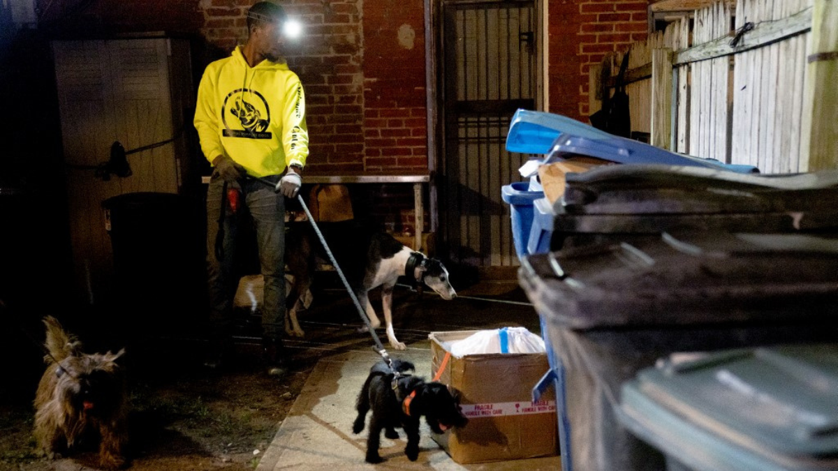 'Primitive but effective': Washington turns to dogs and cats to help ...