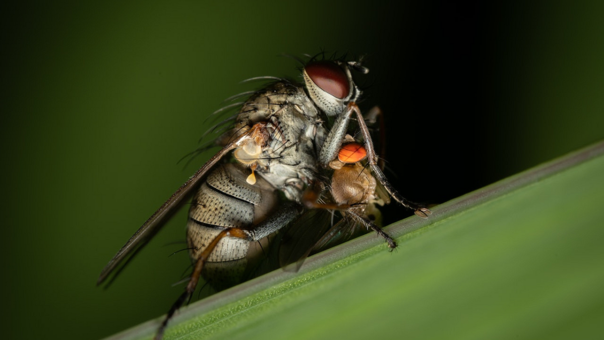 Why biting flies are attracted to blue objects? Unraveling the mystery Why biting flies are attracted to blue objects? Unraveling the mystery
