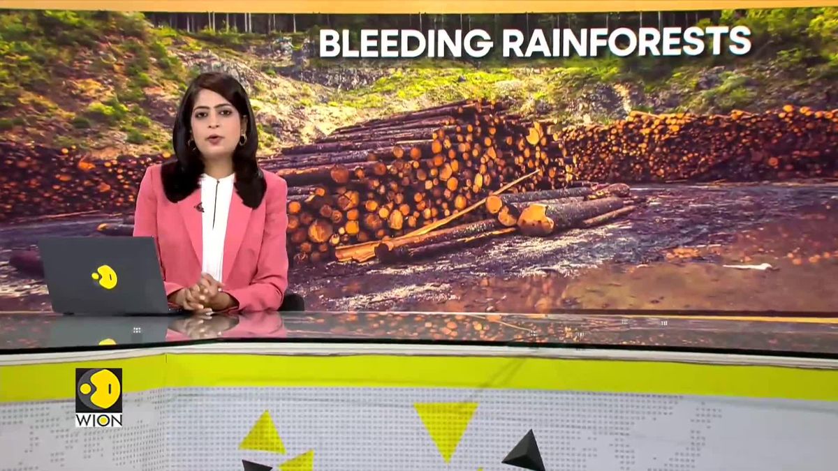 Rainforests the size of Switzerland were destroyed in 2022, says report