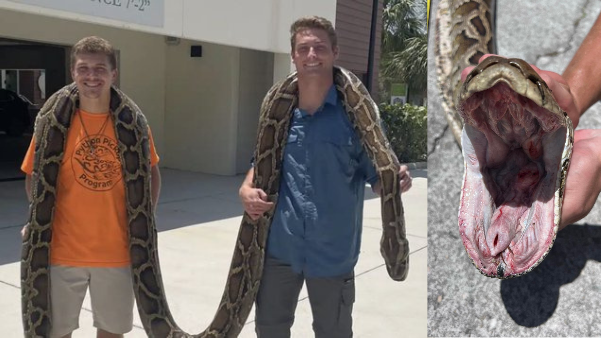 Watch | Man catches a record-breaking 19-foot-long Burmese python with ...
