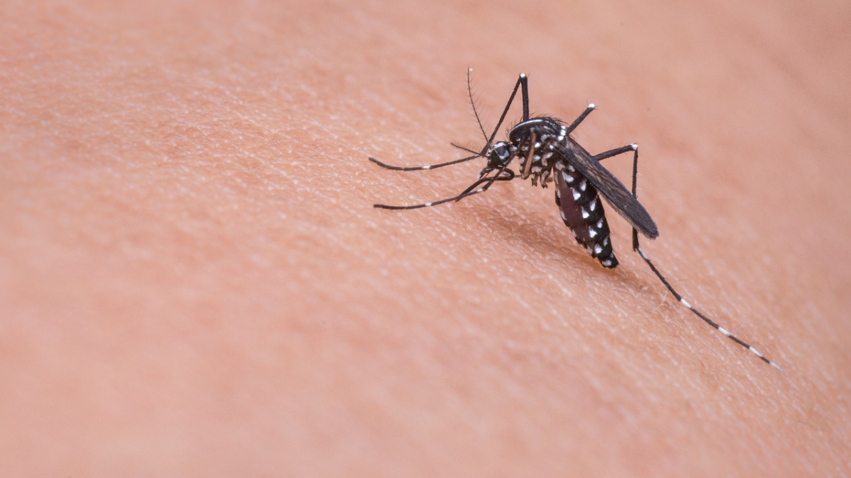 Scientists discover bacteria that stops malaria transmission, by sheer ...