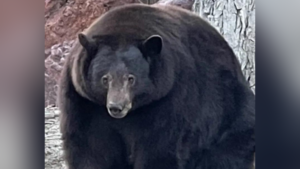 Notorious 'Hank the Tank' bear captured in California's Lake Tahoe region
