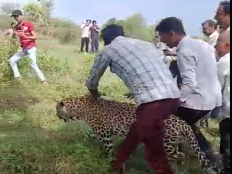 Video: Villagers in India spot sick leopard, harass it by riding and ...