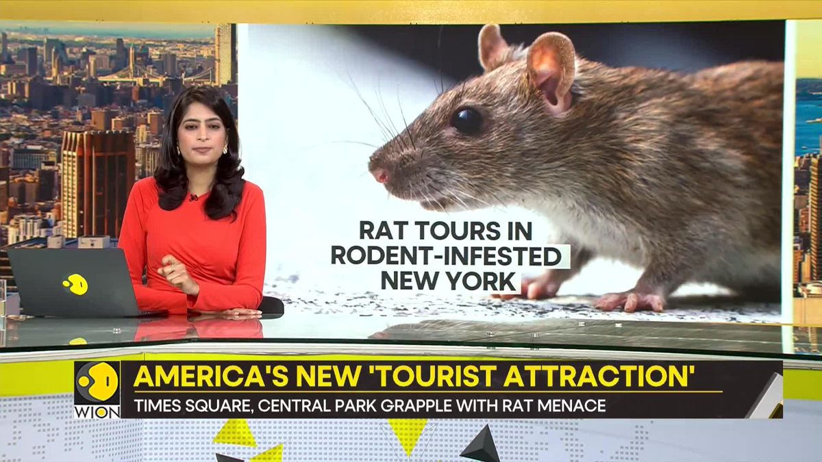 Gravitas: Tourists flock to New York to see rats