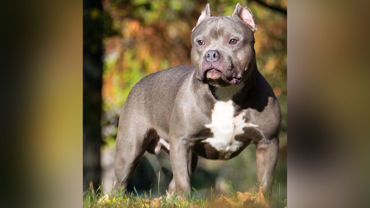 XL bully dog found burnt, mutilated in south London just hours before ...