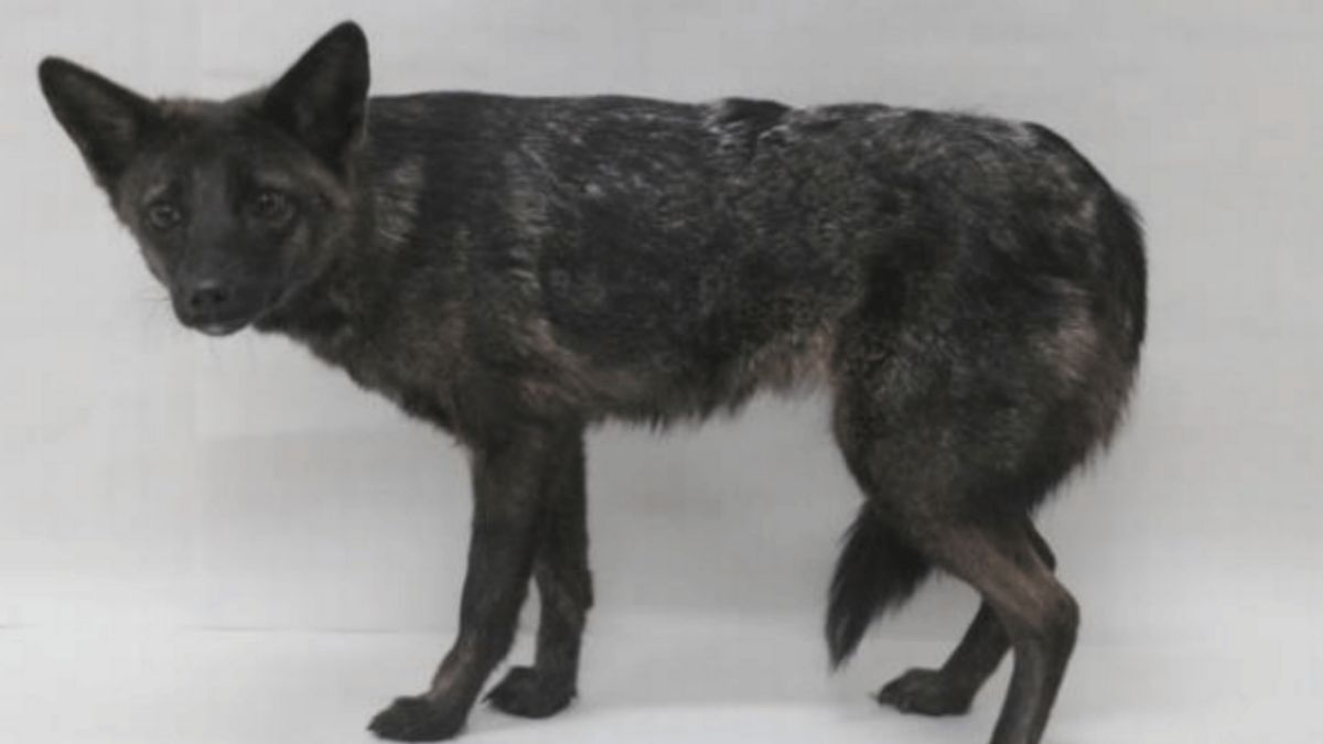 World's first fox-dog hybrid has passed away