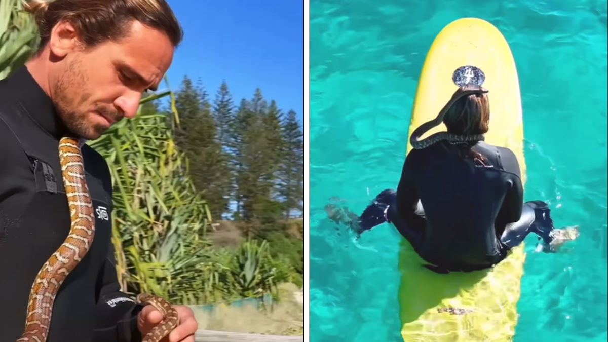 WATCH | Australian man fined nearly $1,500 for taking pet snake surfing