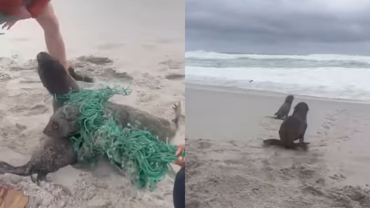 'What animals go through,' beach goers rescue three seal pups caught in ...