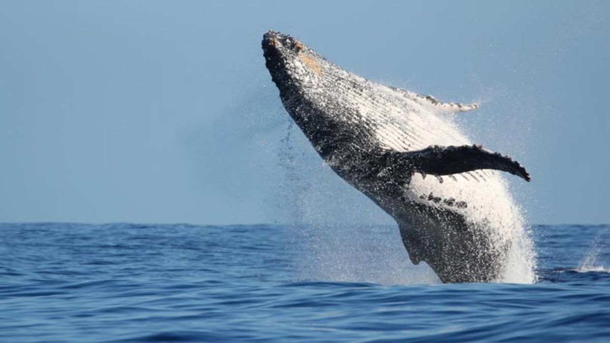 Australia: One dead, another injured after whale hits, flips their boat