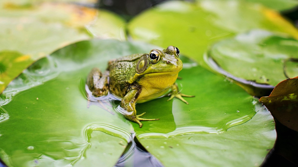 Faking death? Female frogs have unique sex strategy, they also avoid ...