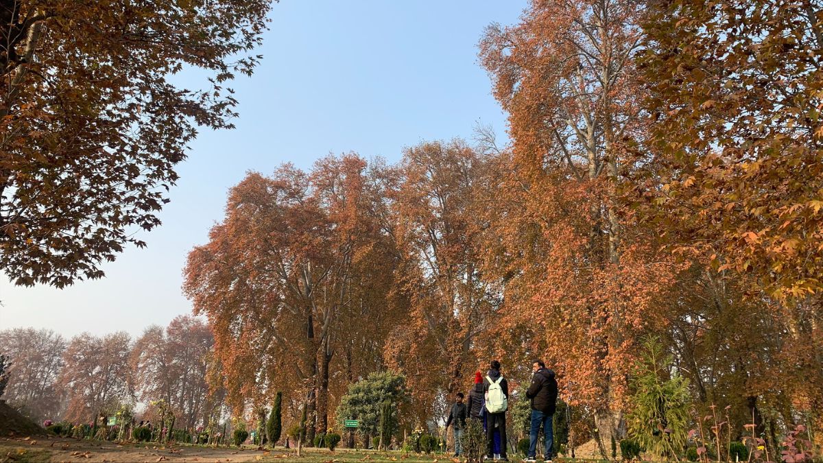 In pics | Tourists flock to Kashmir as Chinar leaves turn red