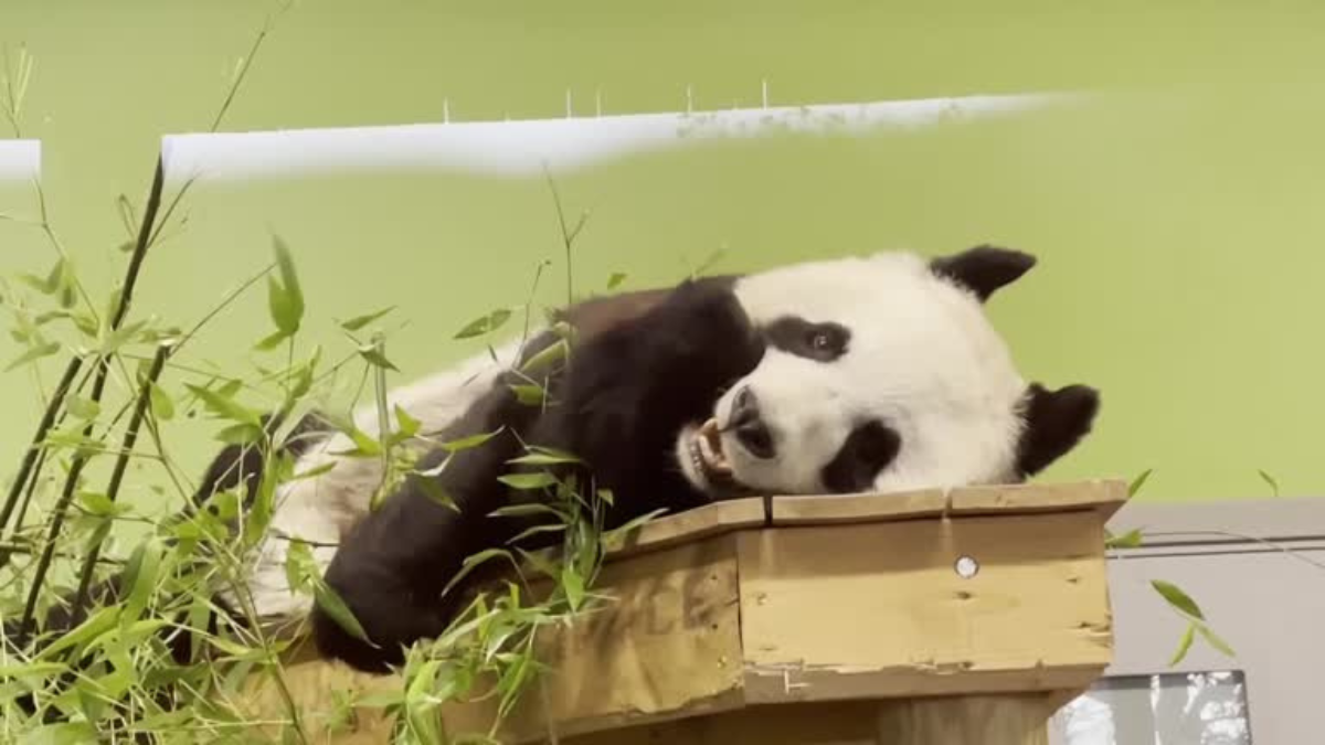 WATCH | Scotland’s Edinburgh Zoo bids farewell to giant pandas as they ...
