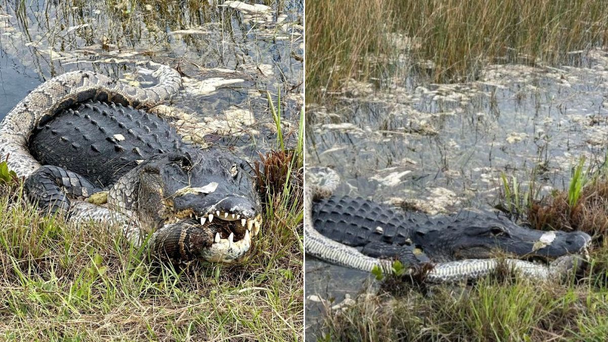 Predator vs Prey: Alligator chomps down invasive python in Florida ...