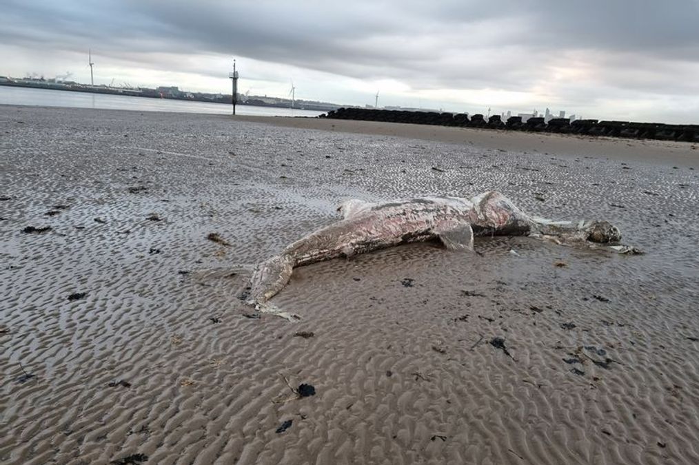 Enormous 15ft sea creature washes up on UK coast, stunning beachgoers
