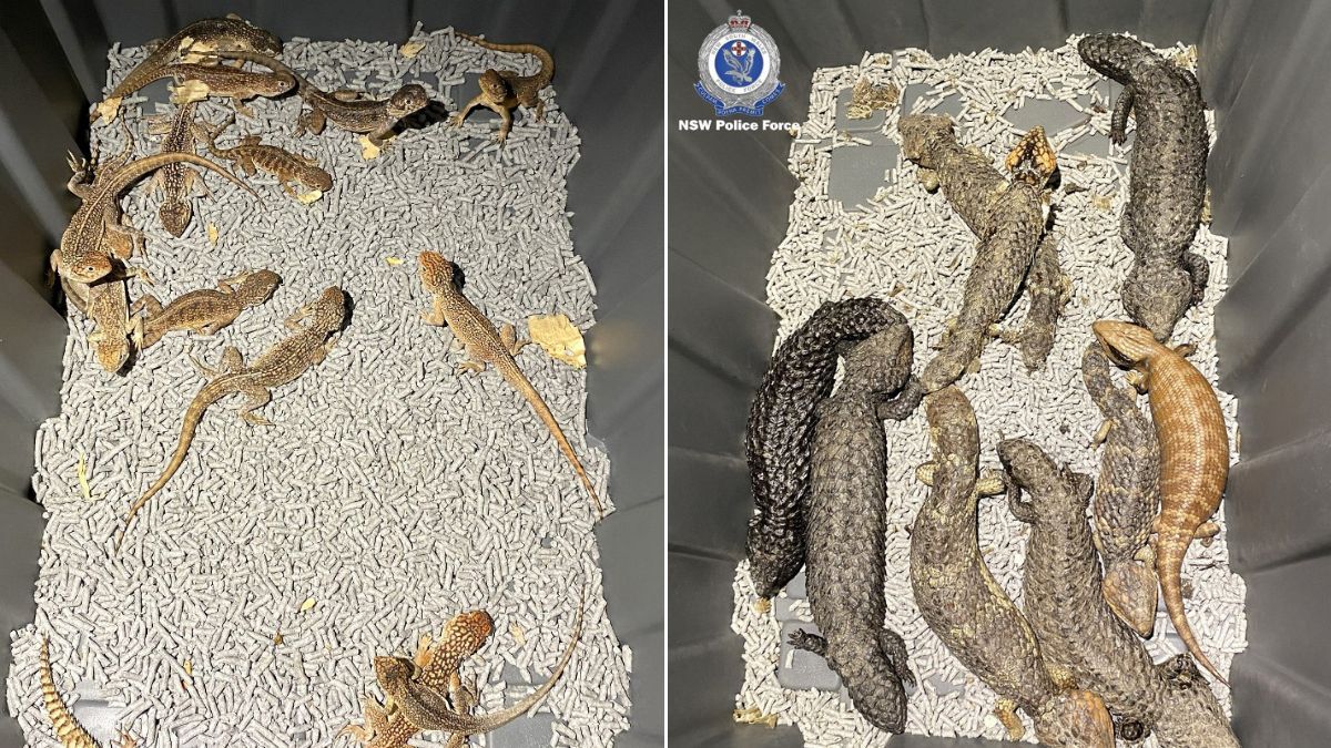 Criminal gang planning to smuggle lizards worth almost $1mn nabbed in ...